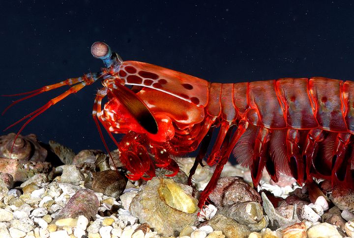 10 ocean creatures that seem harmless but aren't