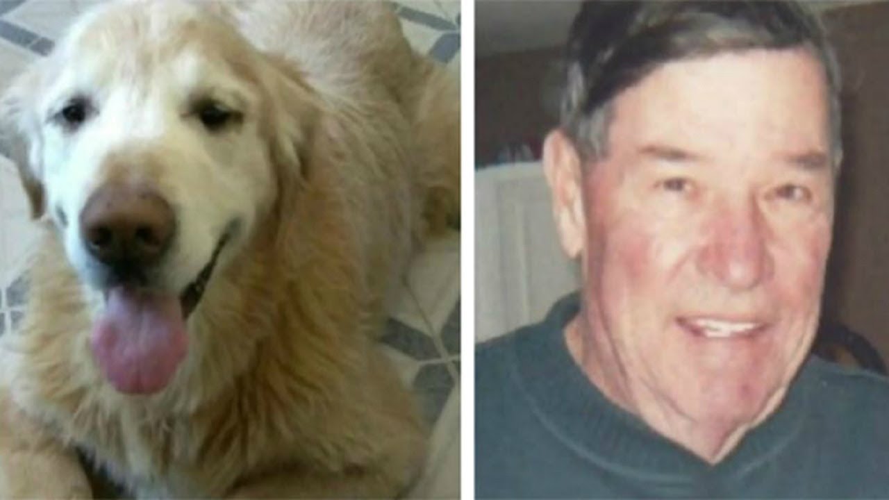 Golden retriever’s heroic actions leave an entire town stunned