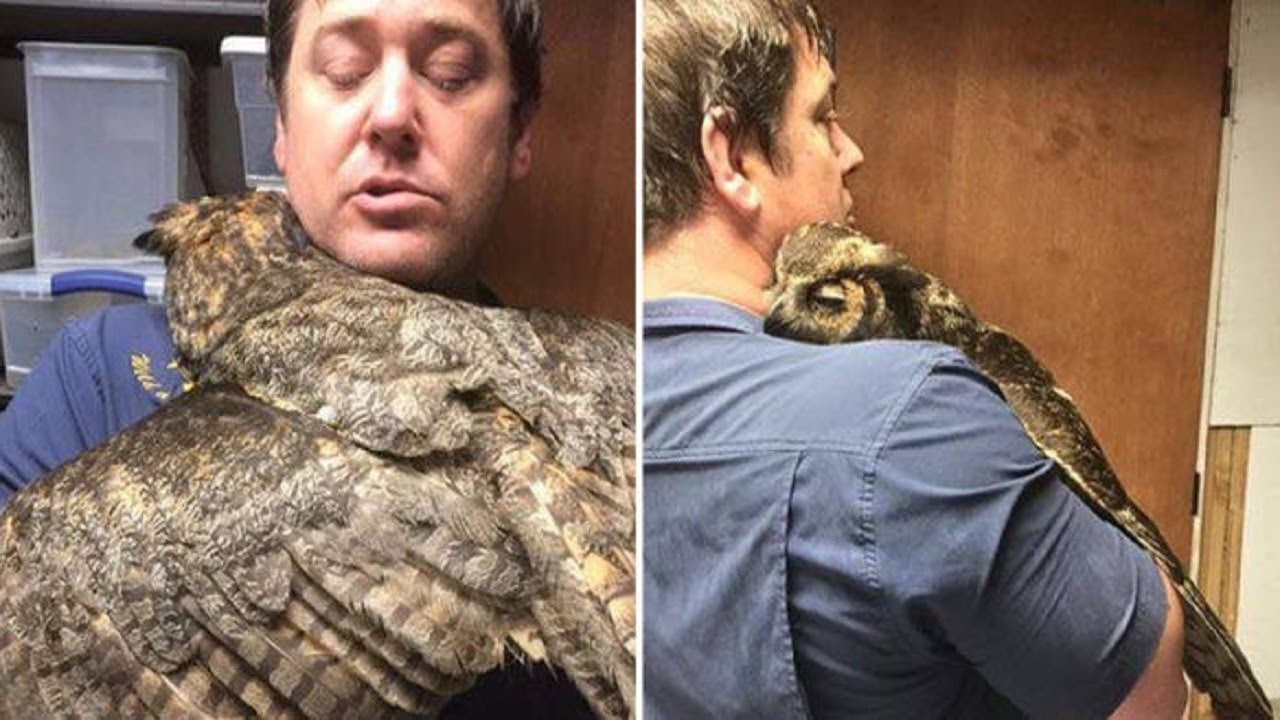 Owl missed the man who saved her so much she couldn’t stop hugging him