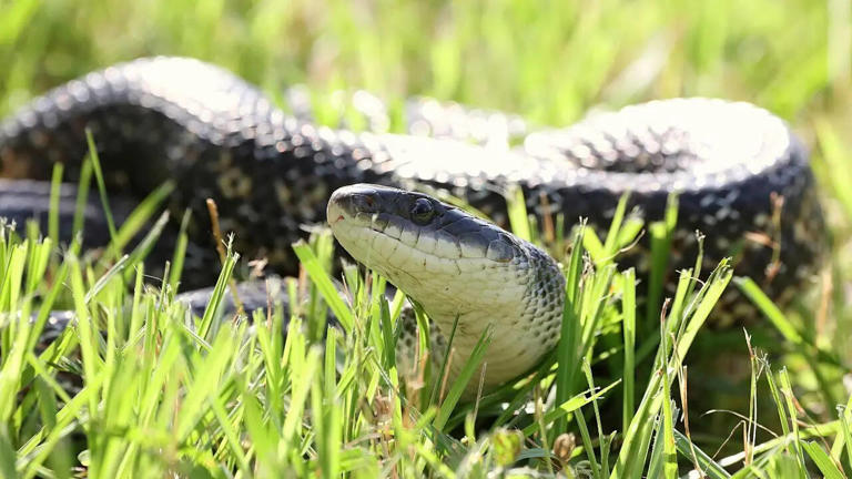 Do snake plants really attract snakes: Understanding the truth about ...