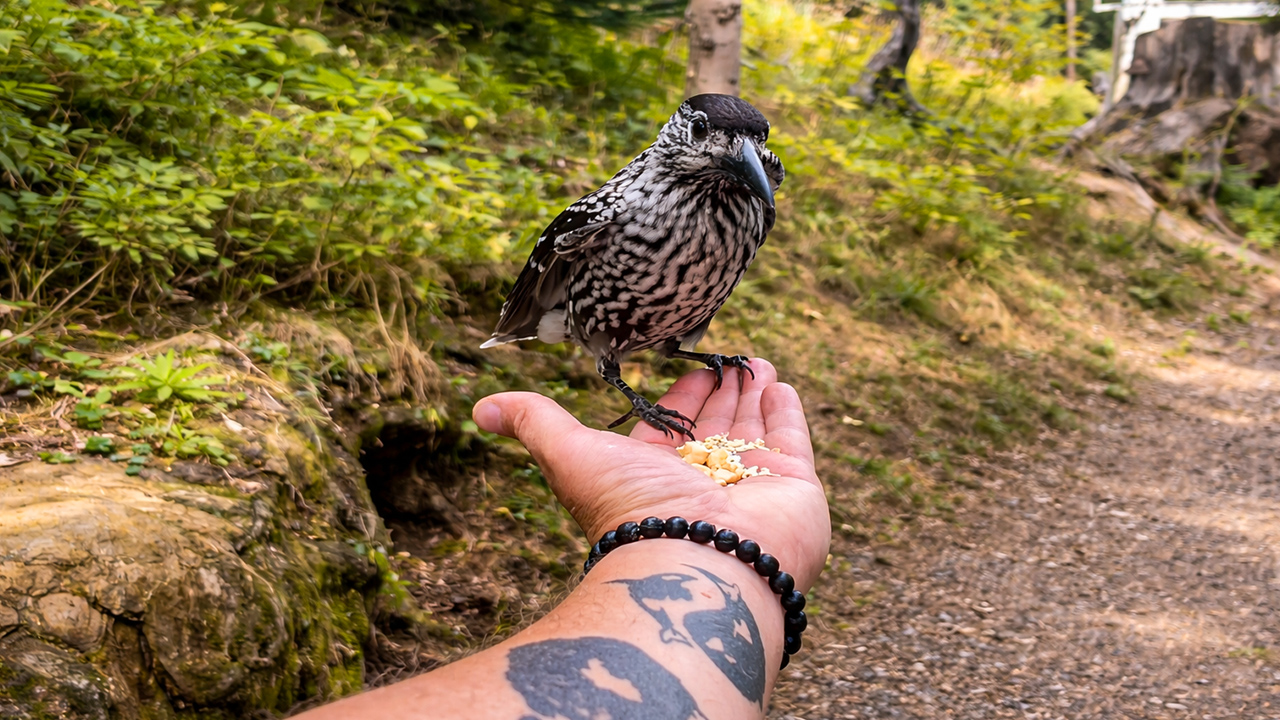 Kijk wat er gebeurt wanneer een vogel komt en uit je hand eet