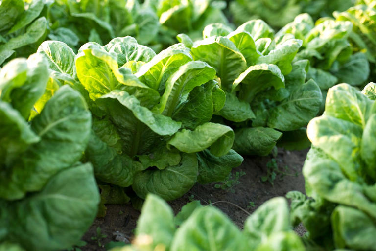 Dreaming of fresh veggies? Here’s how to start your own garden