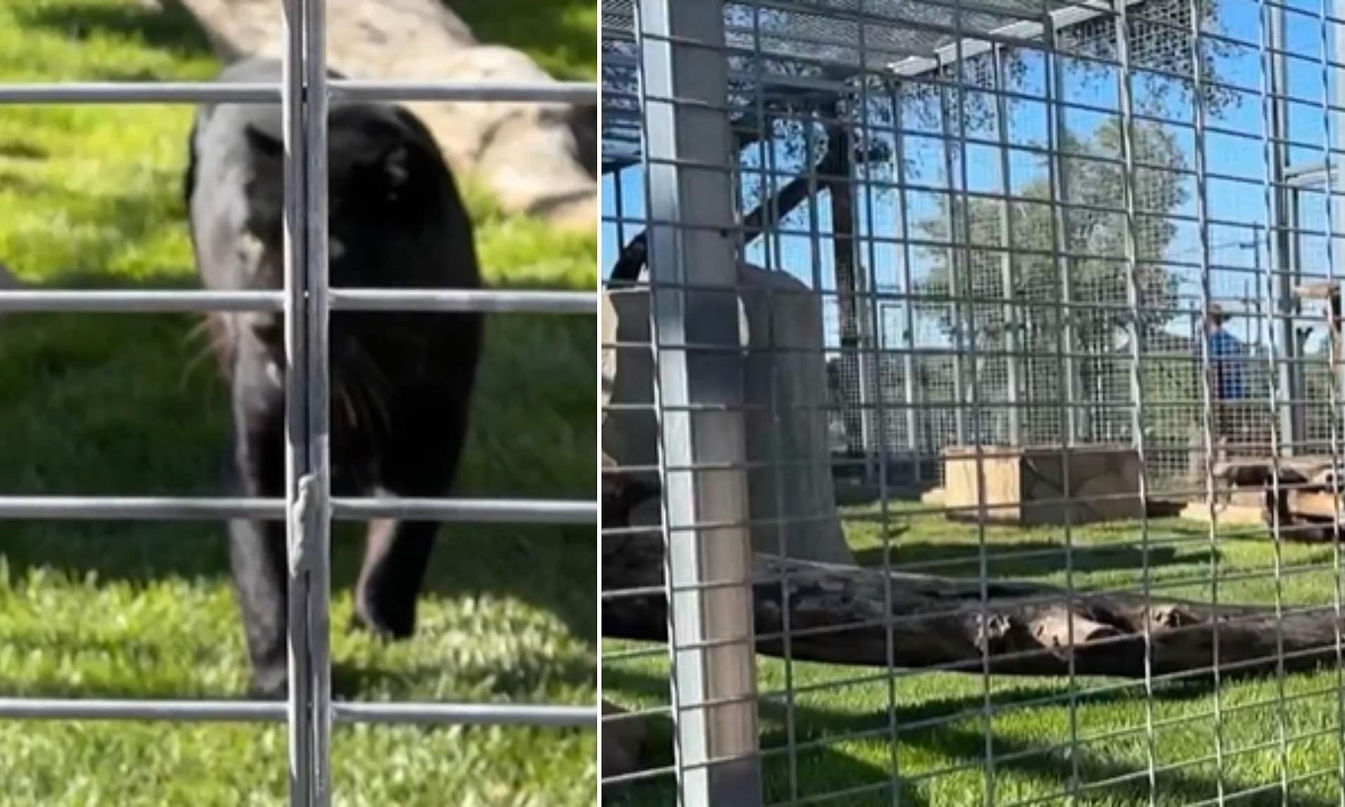 Happy ending for black leopard called Onyx who was forced to live in ...