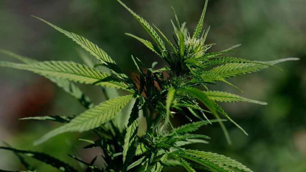 Oklahoma judge rules in favor of cannabis farm, lifts suspension