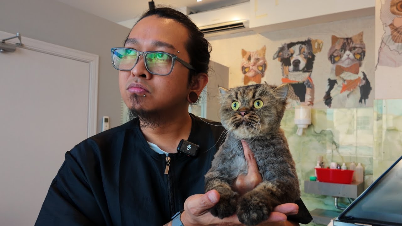 Loz the Persian cat gets groomed and cared for