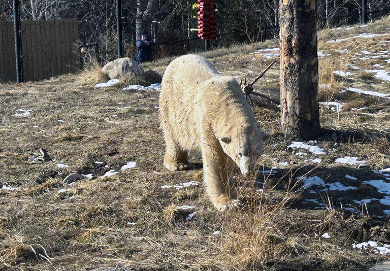 'He's the extrovert': Calgary Zoo introduces new polar bear, Yelle, to ...