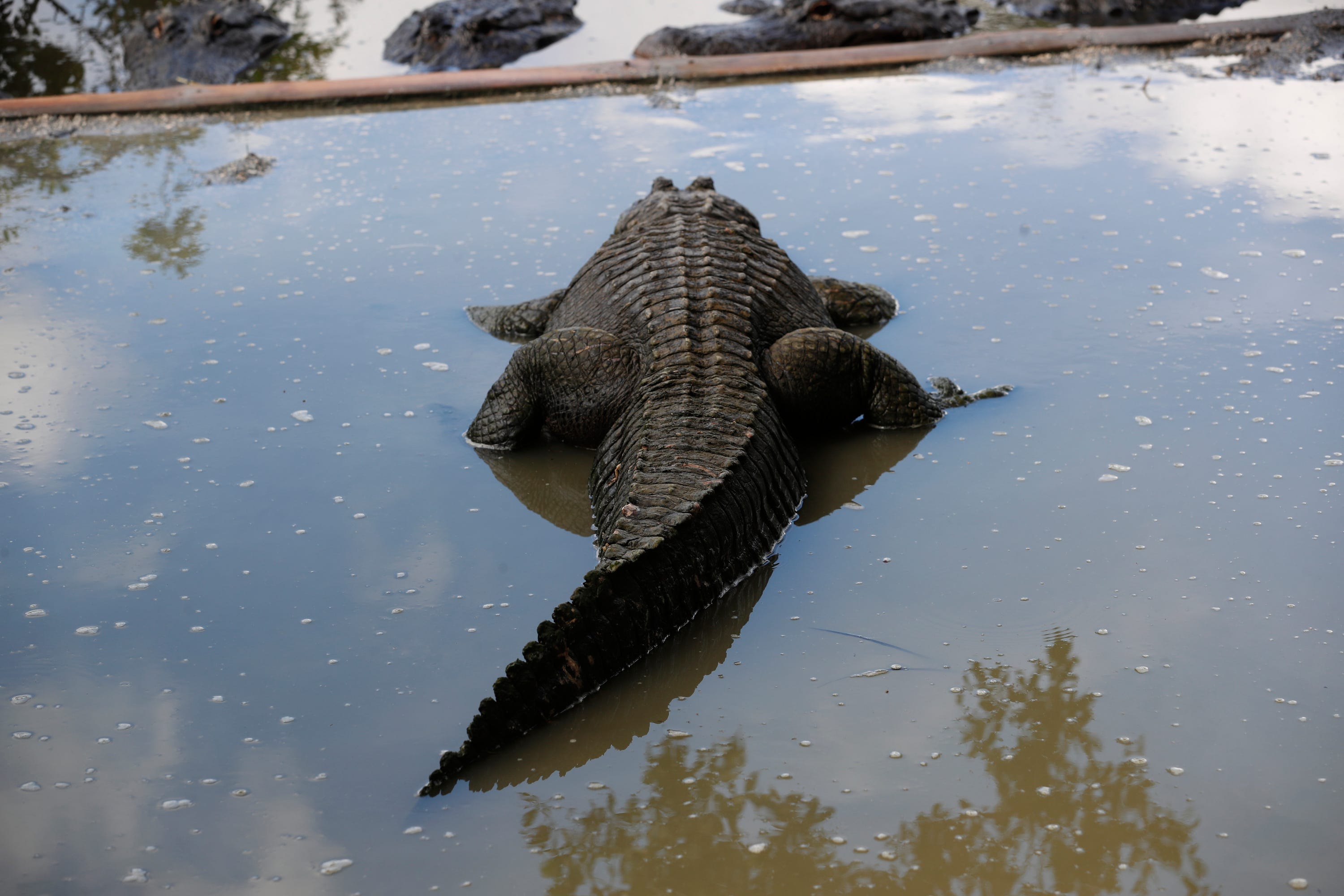 Gatorland mourns death of Buddy, iconic 1,000‑pound alligator