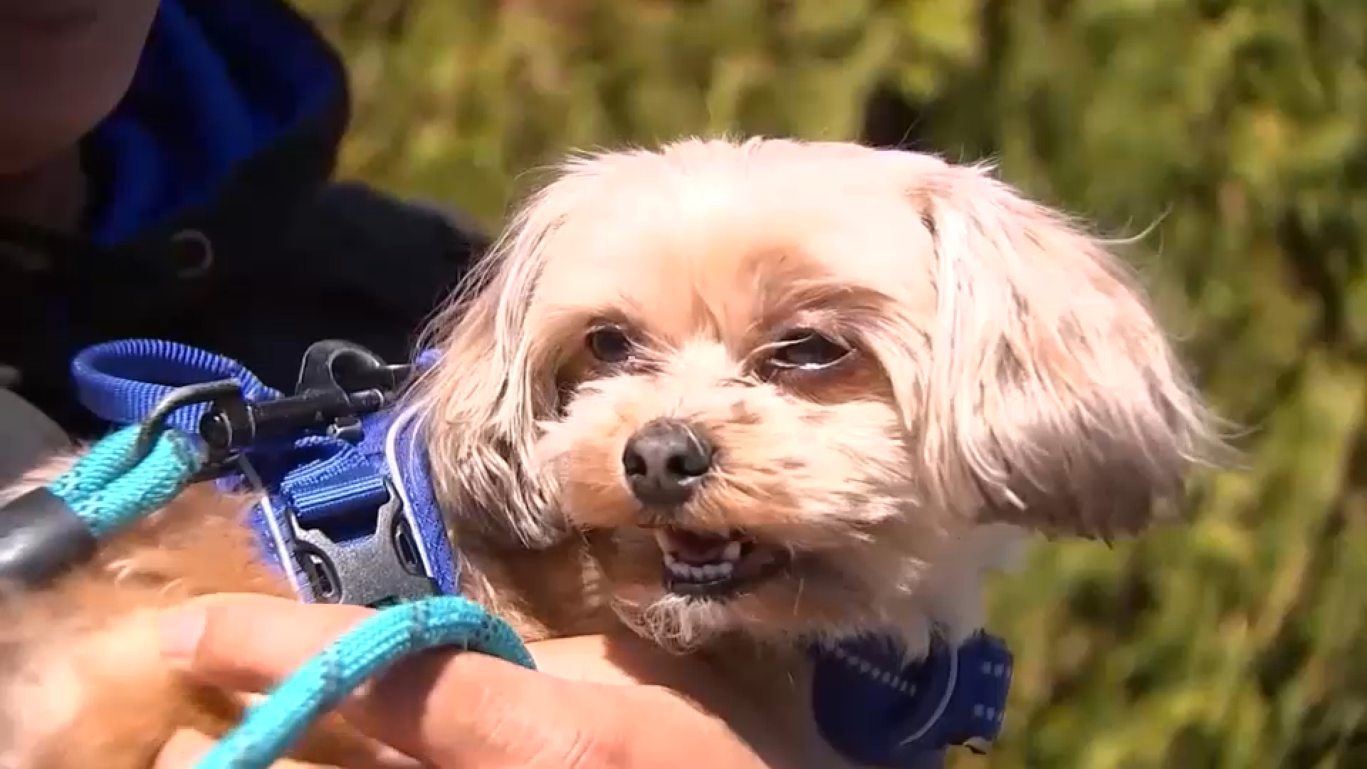 Dog snatched from family's backyard safely returned