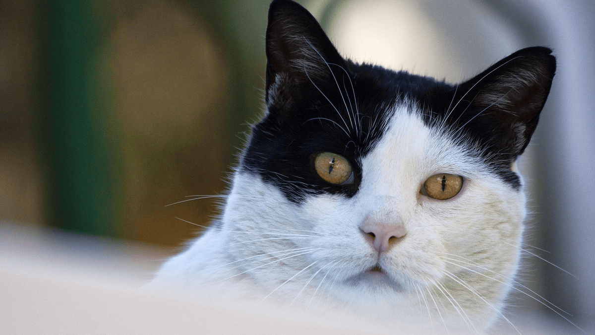 The most popular cat names in the United States have finally been revealed