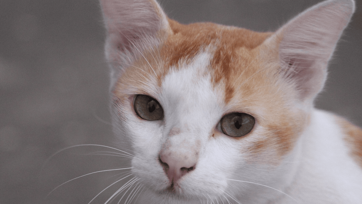 Does your cat understand you? This is what goes through its mind when ...