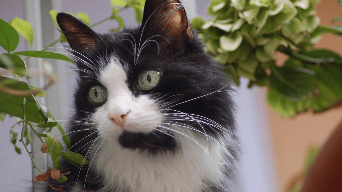 The most popular cat names in the United States have finally been revealed