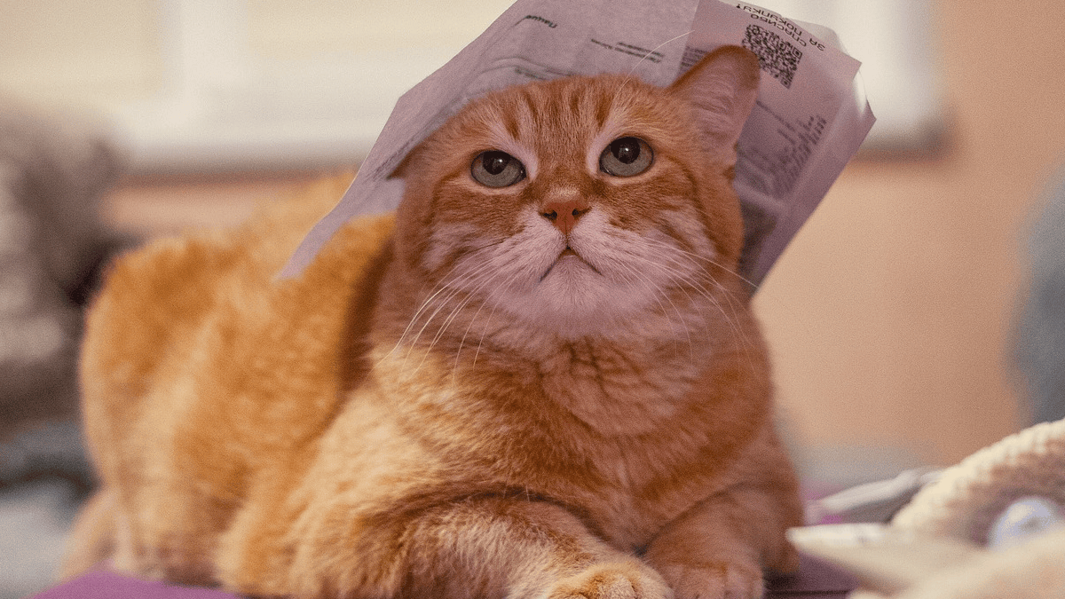 Things your cat loves (and you don't notice): 9 secrets revealed