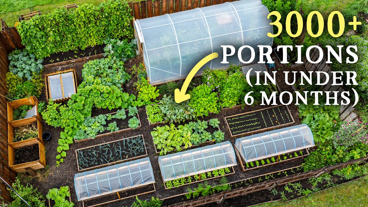 Self-sufficiency garden that produced nearly 600kg of food!