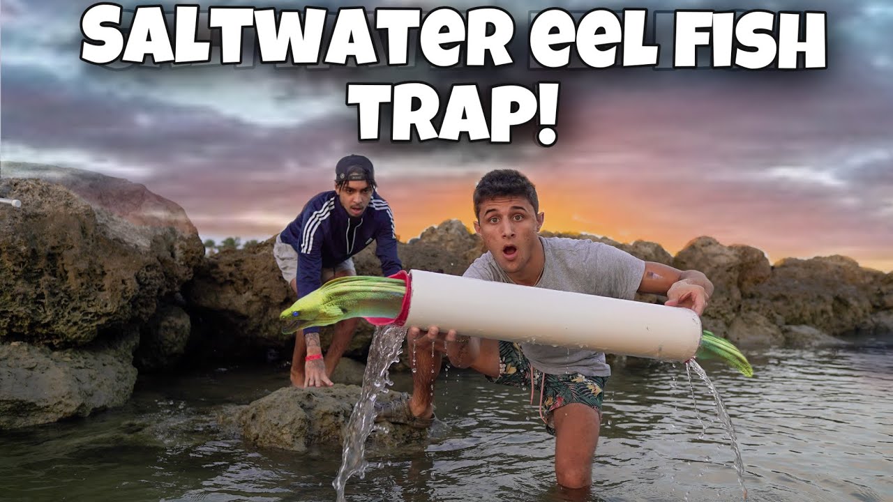 Eel trap catches exotic eel for my saltwater pond!