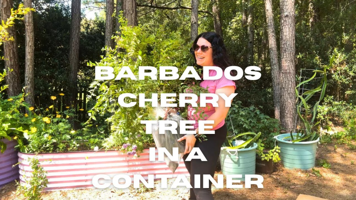 How to grow a Barbados cherry tree in a container