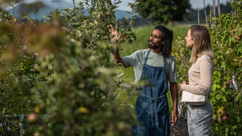 Tips and tricks to help your fruit trees grow and produce faster