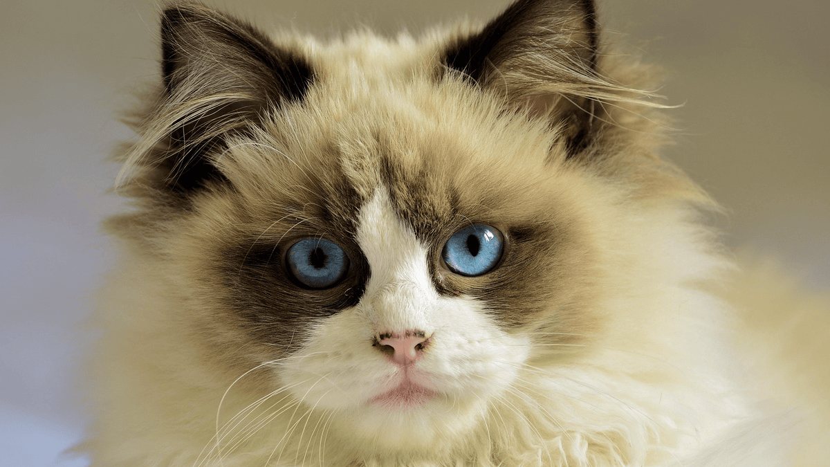 Your cat chose you as its favorite human for this curious (and sweet ...