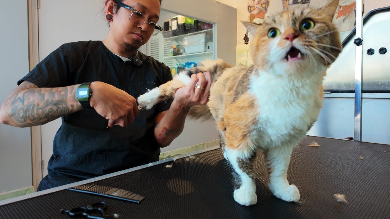 Truffle the calico cat gets a light grooming trim