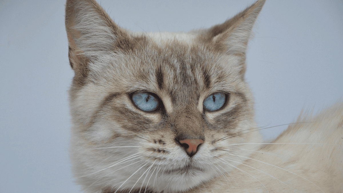 Does your cat protect you? These 5 characteristics are proof that you ...
