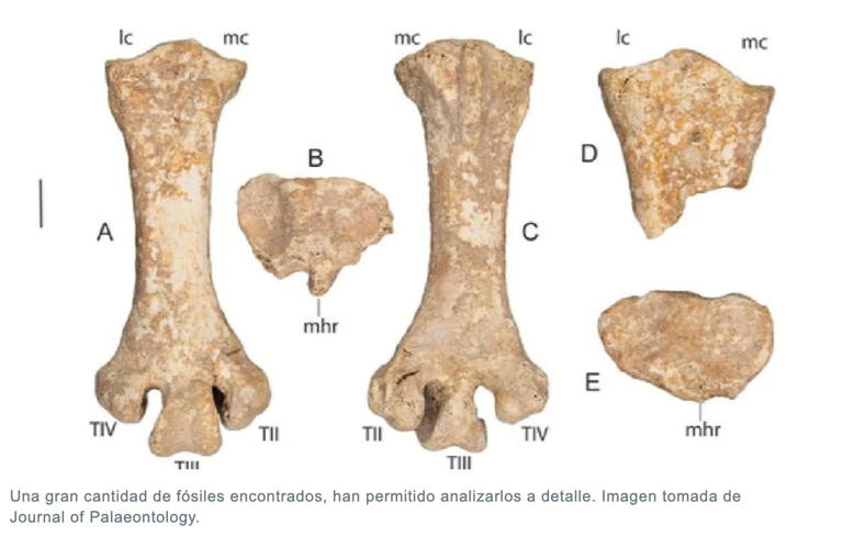 Abren una “cápsula del tiempo” de un millón de años: El hallazgo en las ...