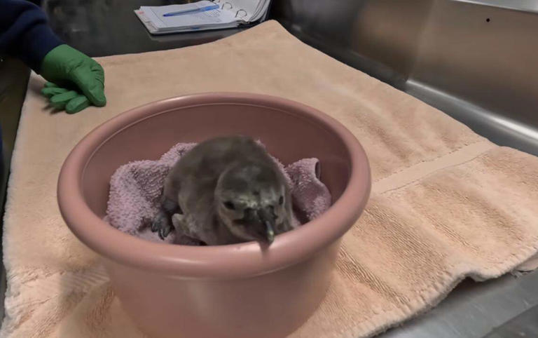 Oregon Zoo hatches 2 tiny Humboldt penguin chicks in major win for ...