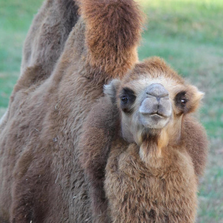 Wednesday the camel leaving Mesker Park Zoo