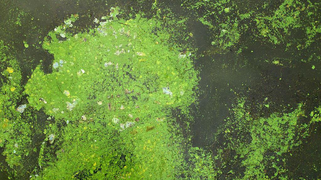 Blue-green algae returns to Lough Neagh