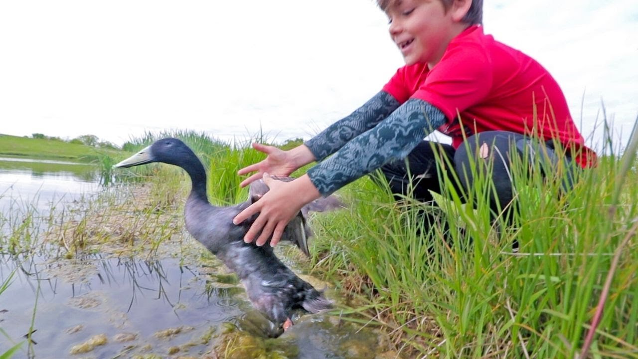 I took the ducks to the pond for the first time 🦆
