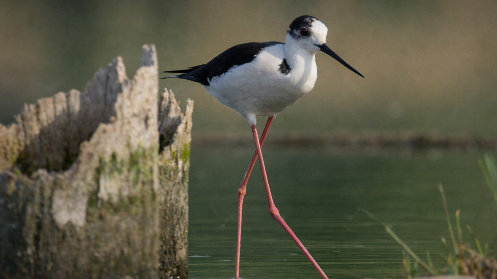 Unexpected encounter with a bird walking on thin legs