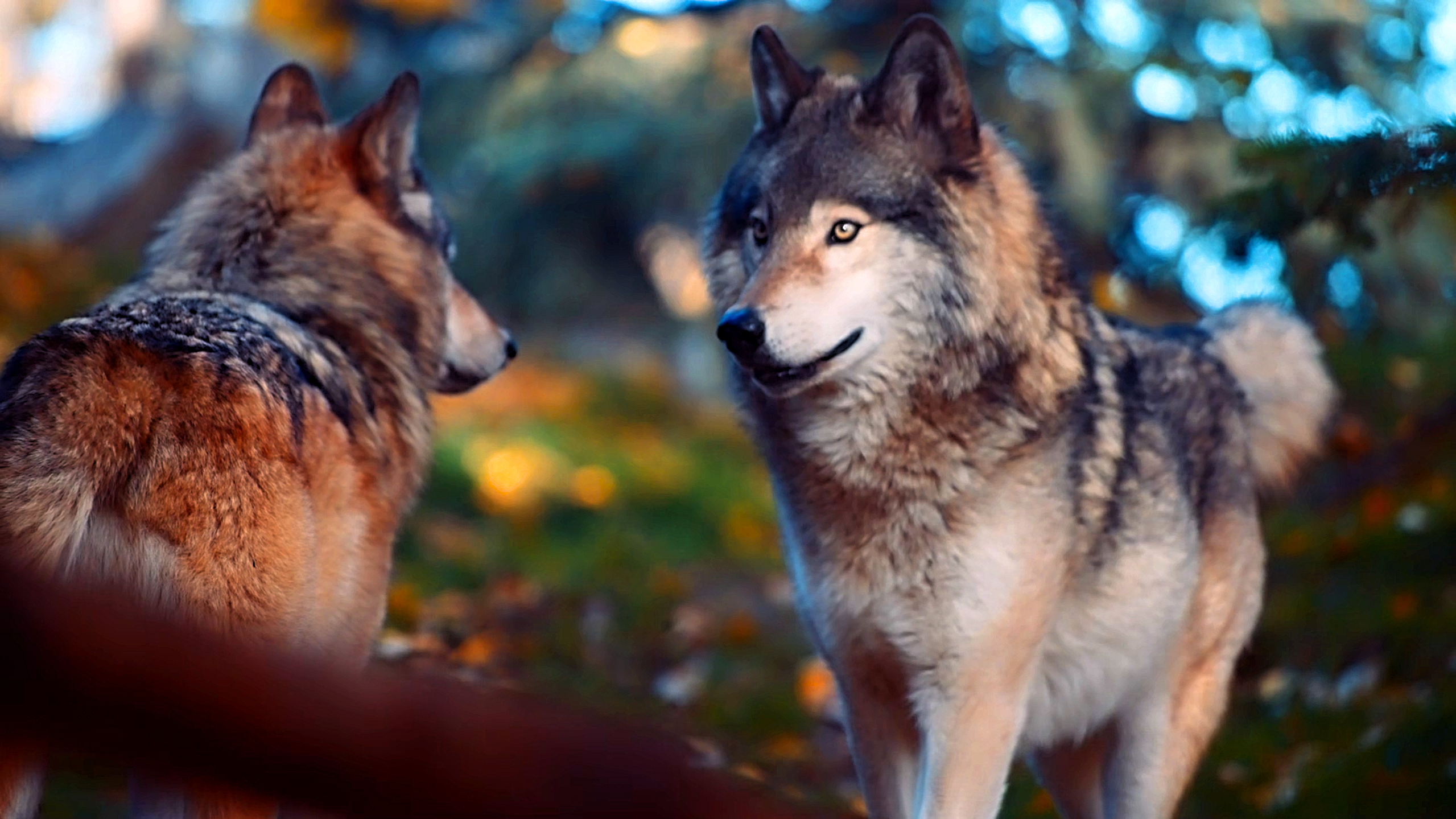 I didn’t expect to get this close to these wolves