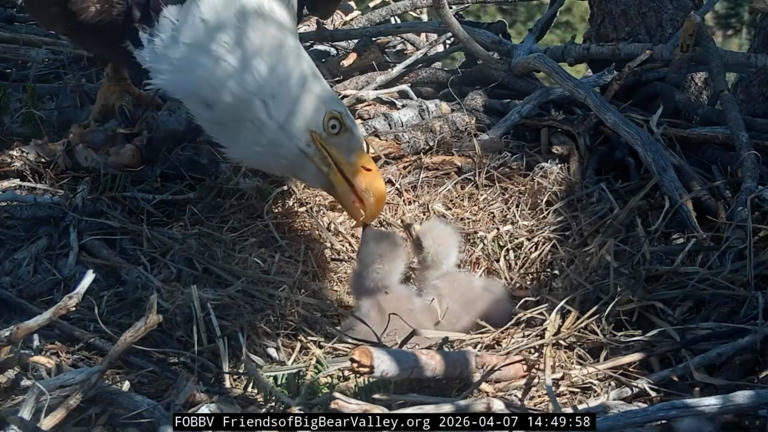 Jackie and Shadow’s baby chicks are bonking. It's normal behavior