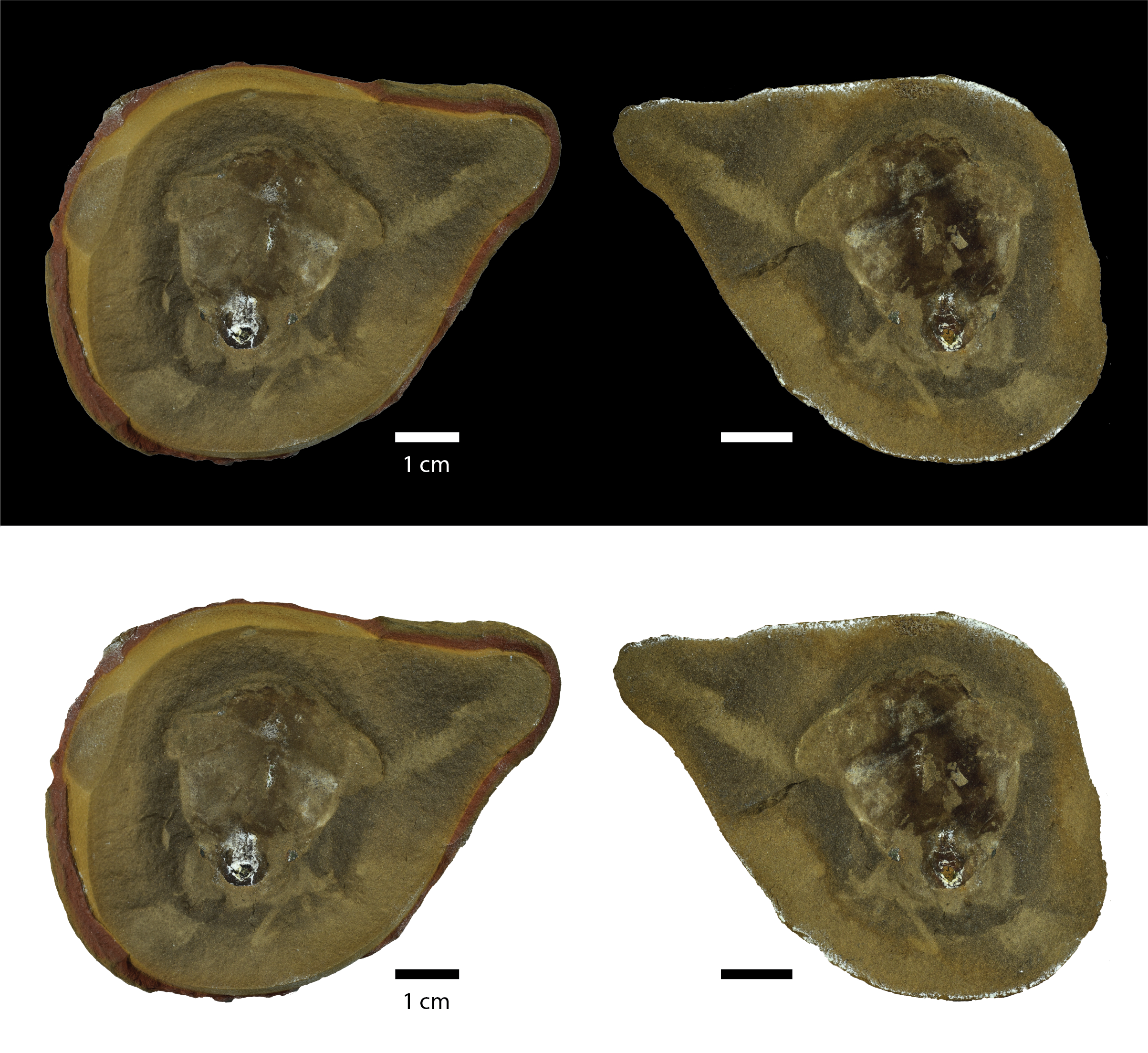 A row of hidden teeth rewrites story of the octopus
