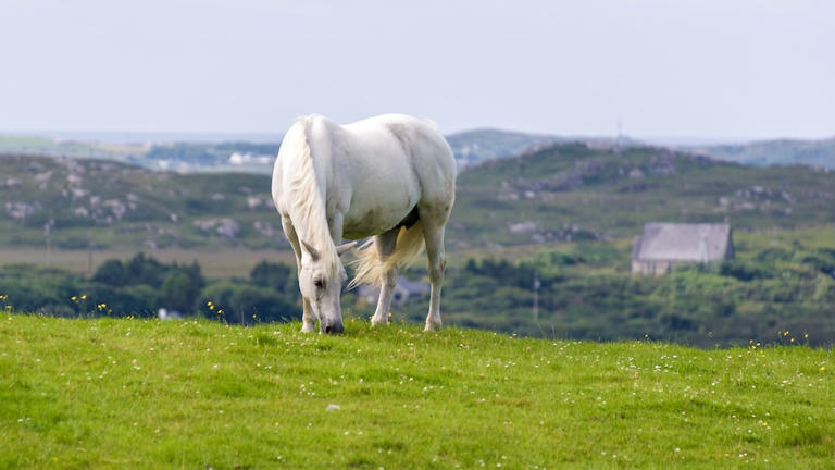 Why the Irish Connemara pony captivates the world