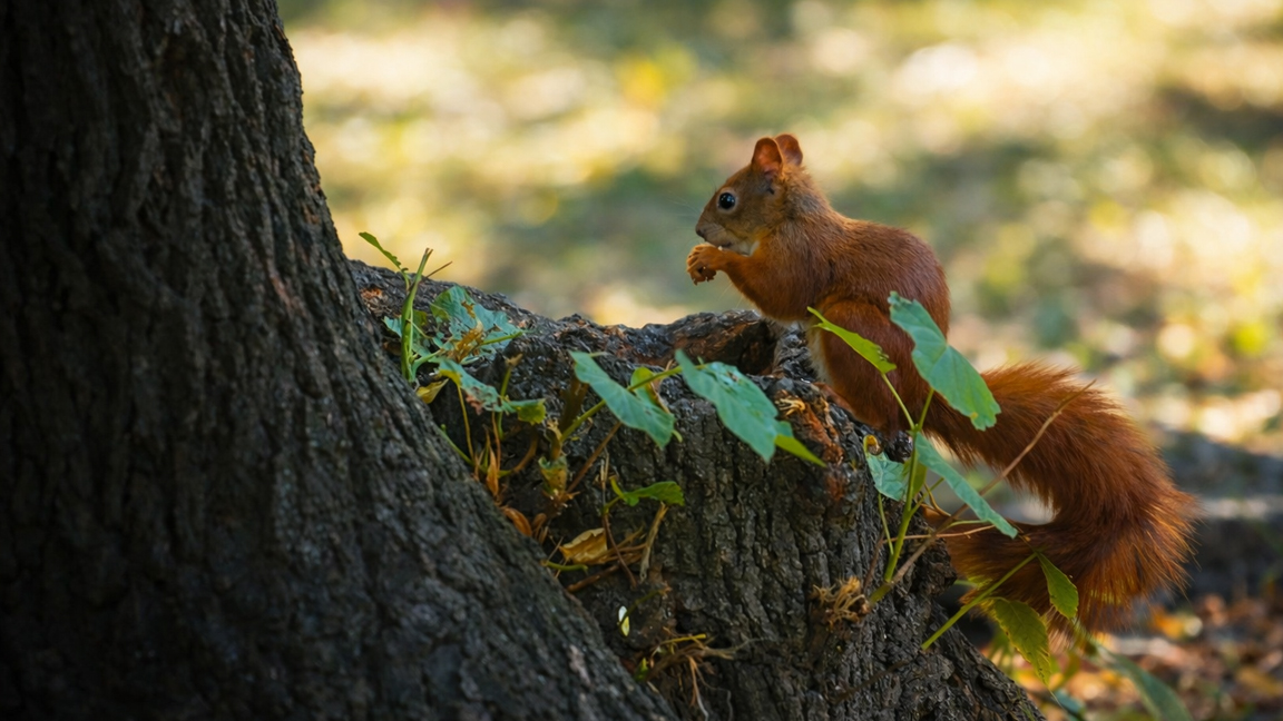 Ardilla bonita sosteniendo comida en un árbol del bosque