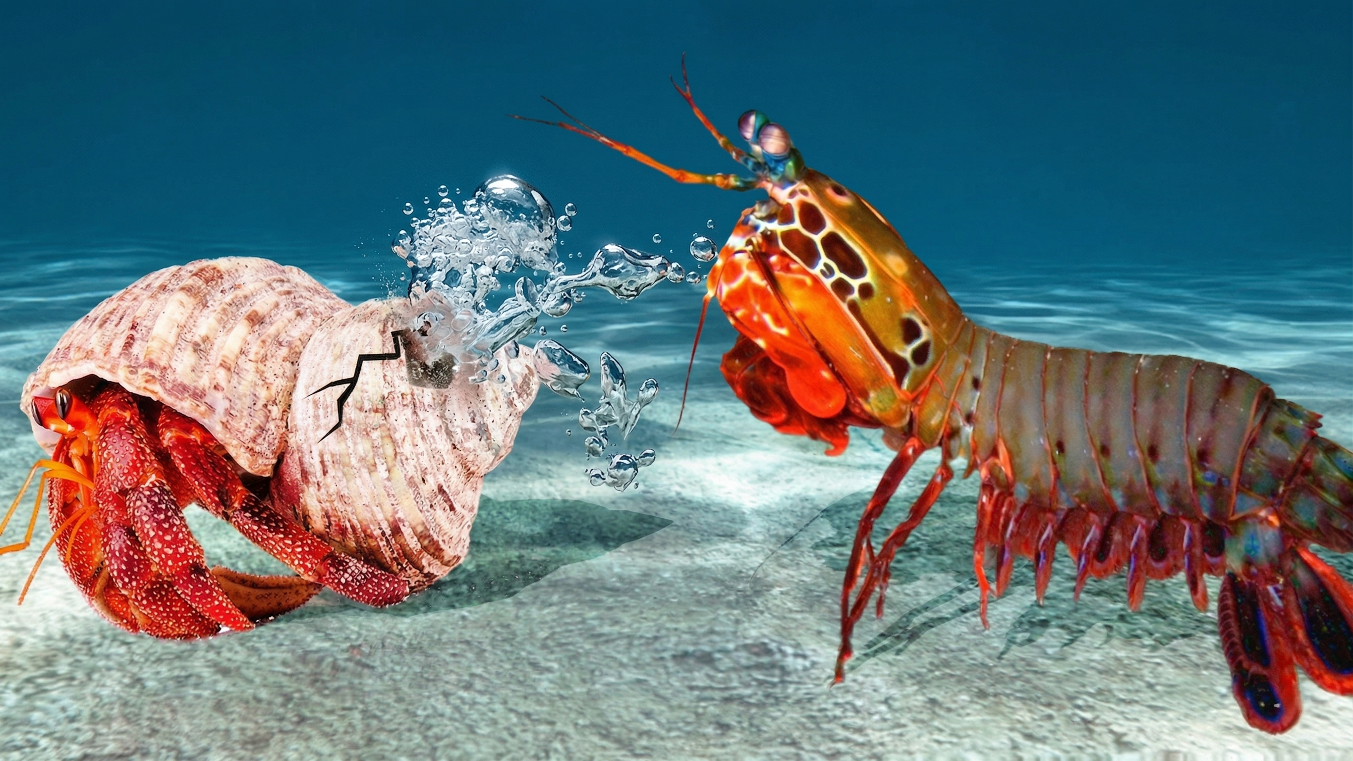 Watch what happens when a shrimp and a crab get into a fight