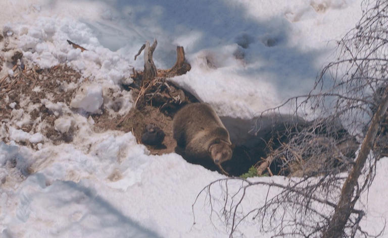Genetic diversity grizzly trucked to Yellowstone ecosystem in 2024 is ...