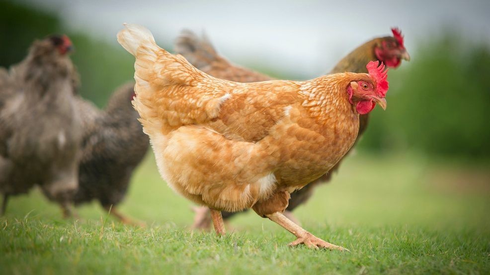 Battle over poultry pollution cleanup continues in Oklahoma