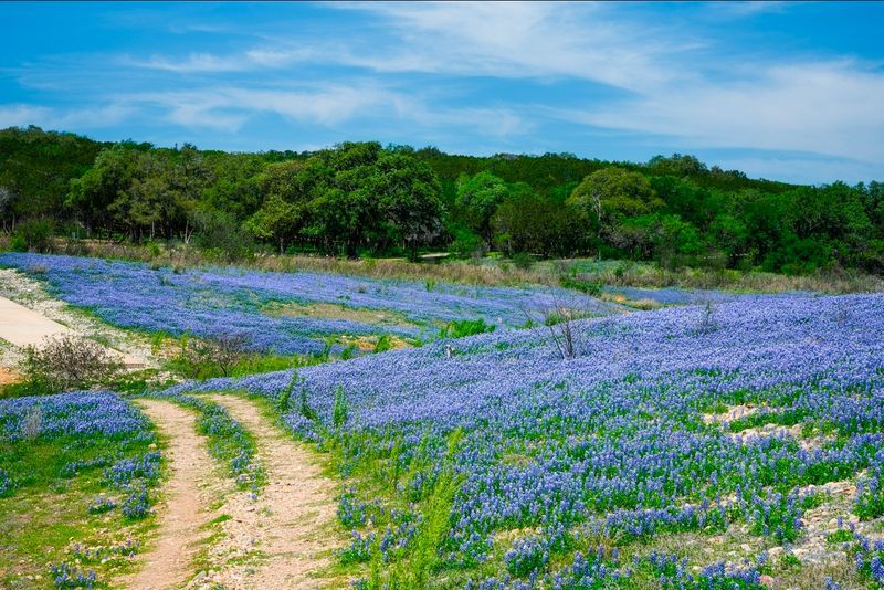This Texas park turns into a bluebonnet paradise framed by a scenic lake