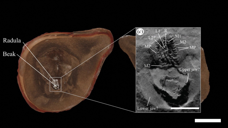 Ancient 'octopus' fossil is actually a different species