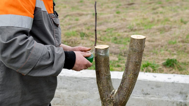 Tips and tricks to help your fruit trees grow and produce faster