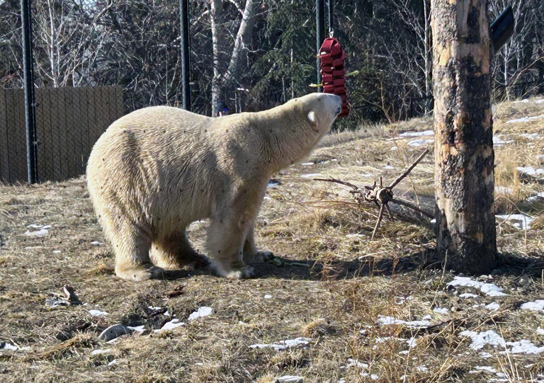 'He's the extrovert': Calgary Zoo introduces new polar bear, Yelle, to ...
