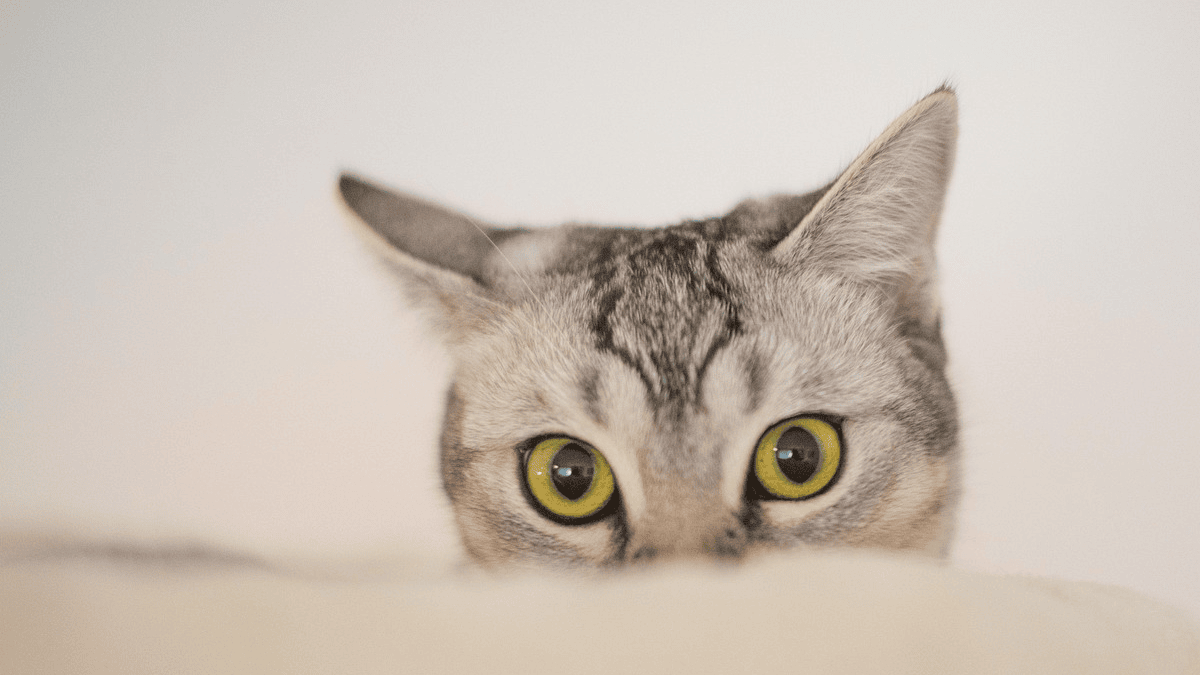 10 things your cat does when it's annoyed with you to let you know