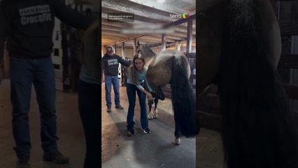 Veterinária usa acupuntura e alivia dor de cavalo em segundos ...