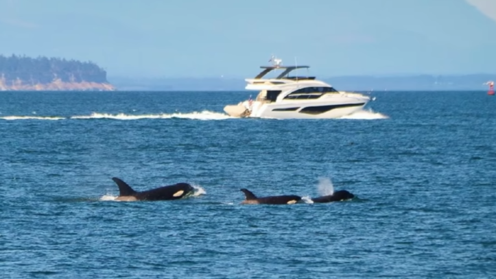 These killer whales sank a boat - and people almost drowned