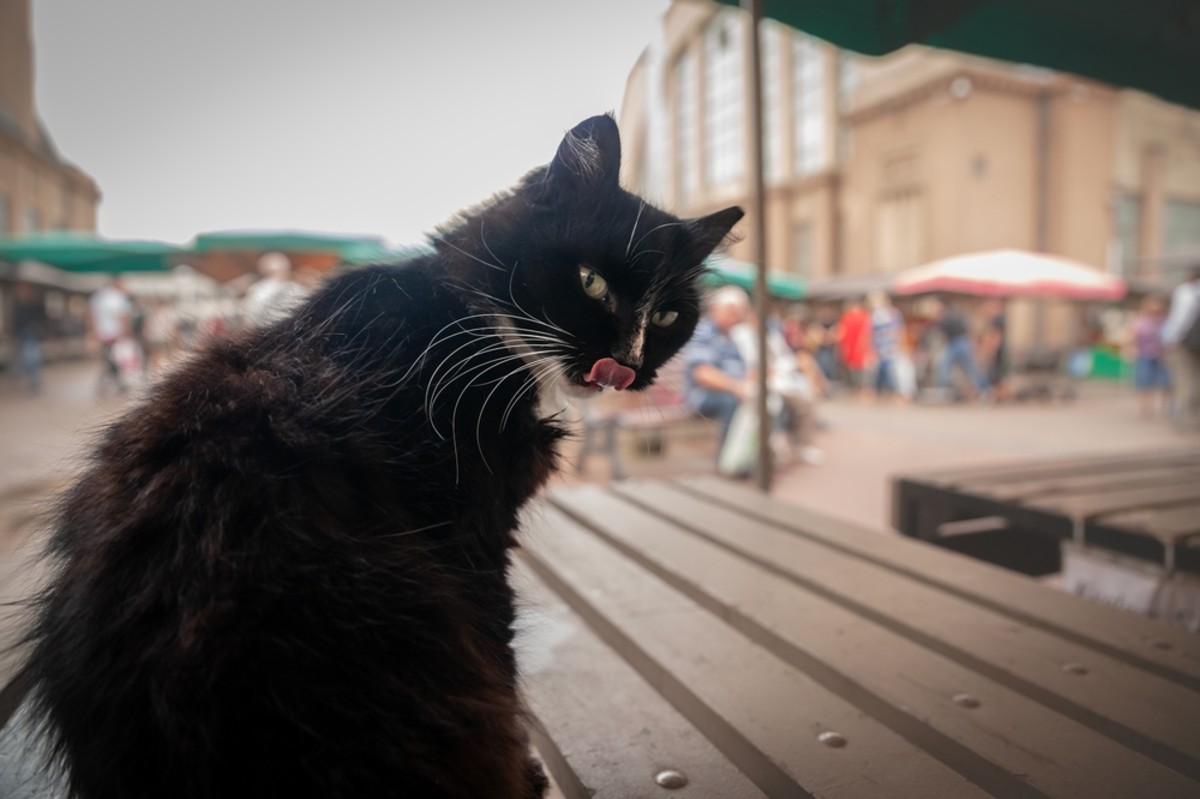 Hungry tuxedo cat tracks down parents at local pub when dinner is late