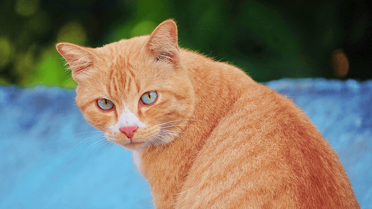 Does your cat protect you? These 5 characteristics are proof that you ...
