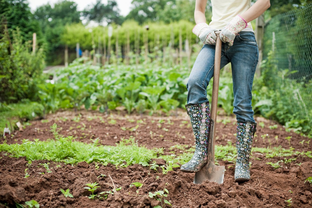 Dreaming of fresh veggies? Here’s how to start your own garden