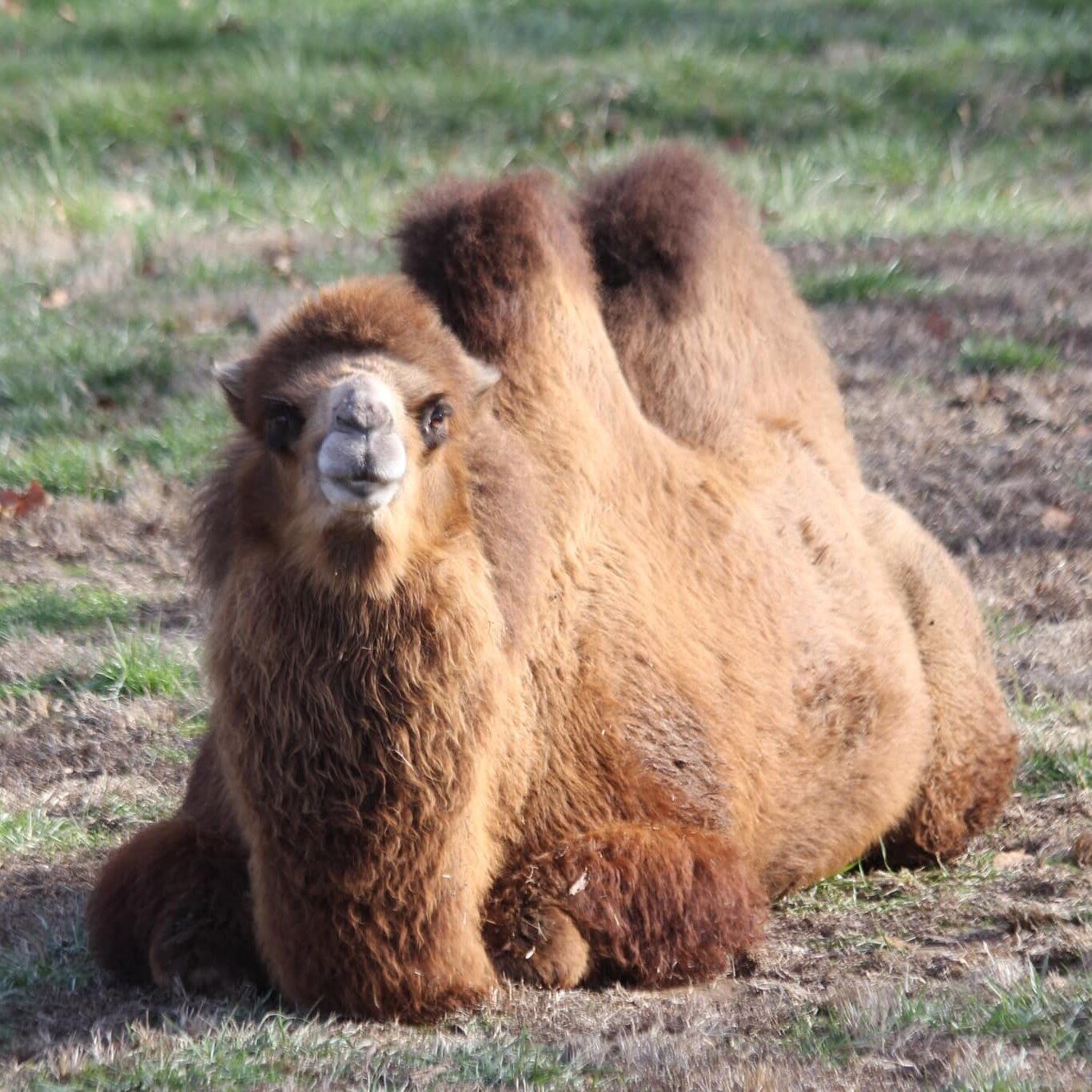 Wednesday the camel leaving Mesker Park Zoo