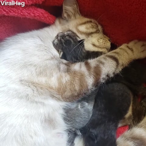 Mother cat cuddling her newborn kittens