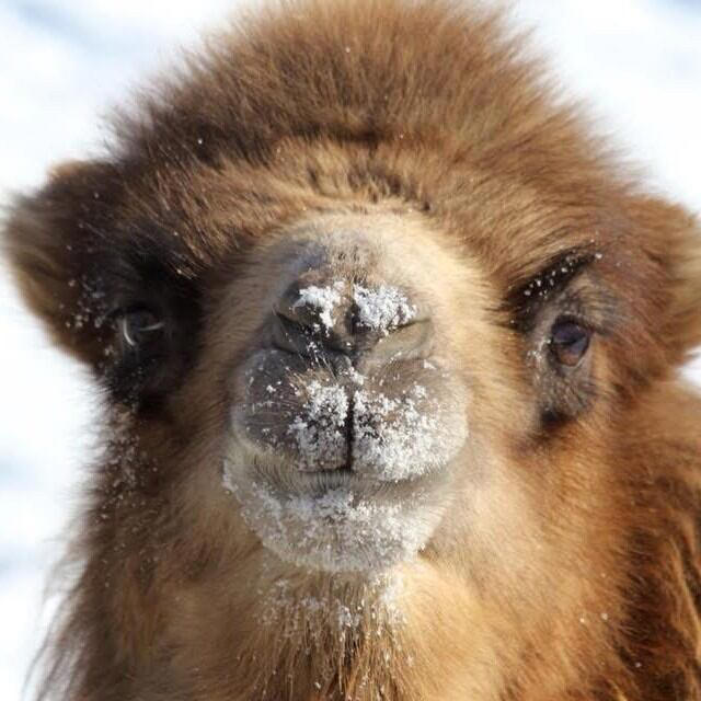 Wednesday the camel leaving Mesker Park Zoo